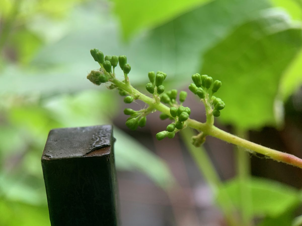 Grape Flower Buds – Bloomingdale Garden