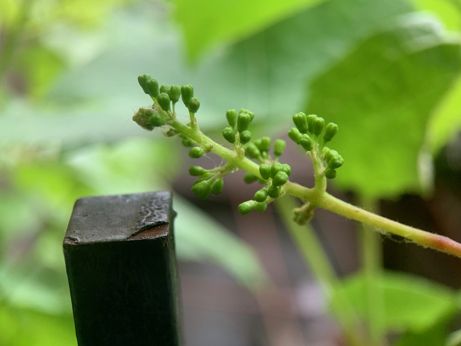 Grape Flower Buds – Bloomingdale Garden