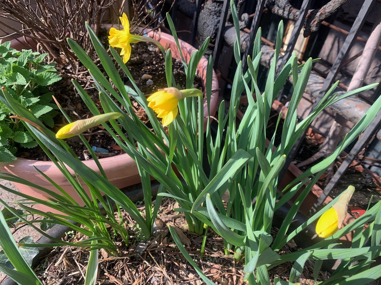Welcome Back, Daffodils! – Bloomingdale Garden