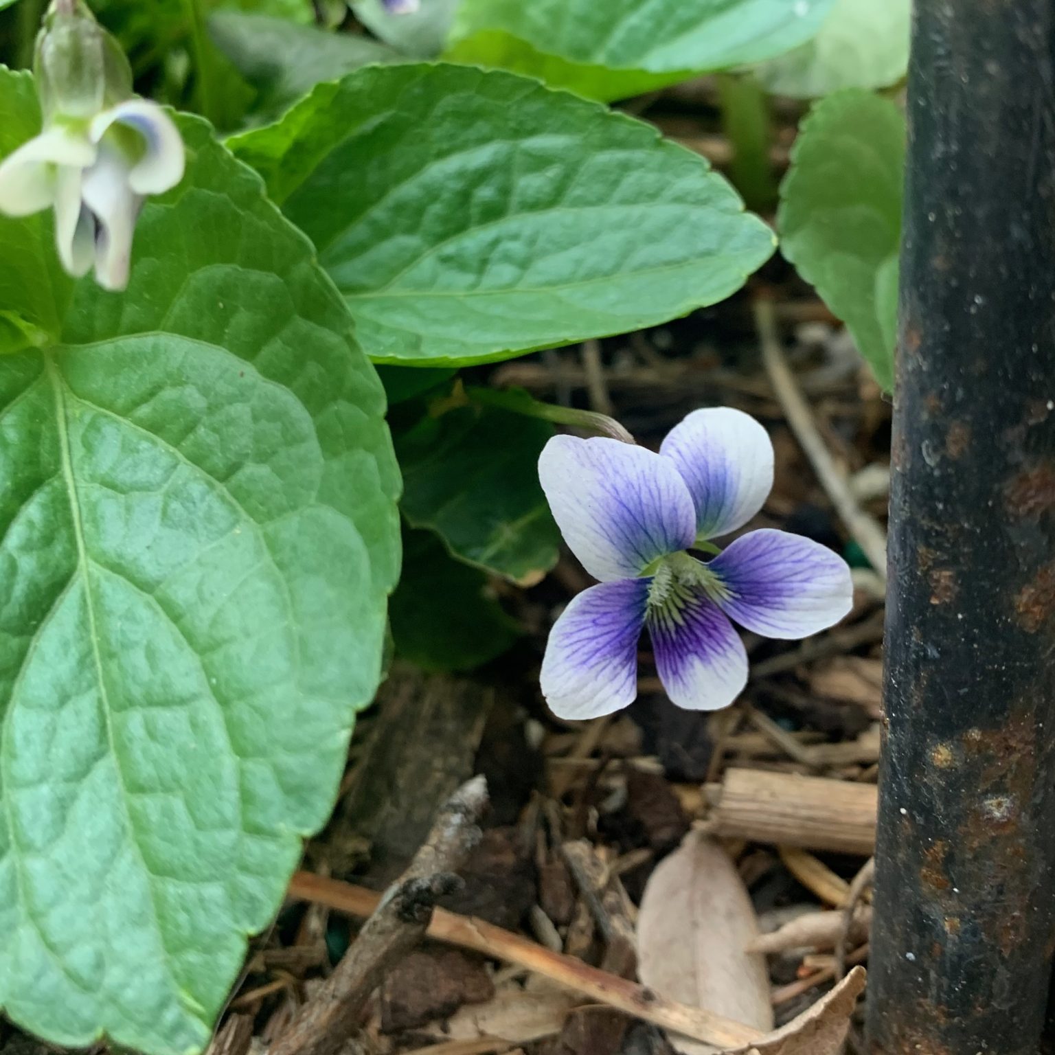 First of the Violets – Bloomingdale Garden