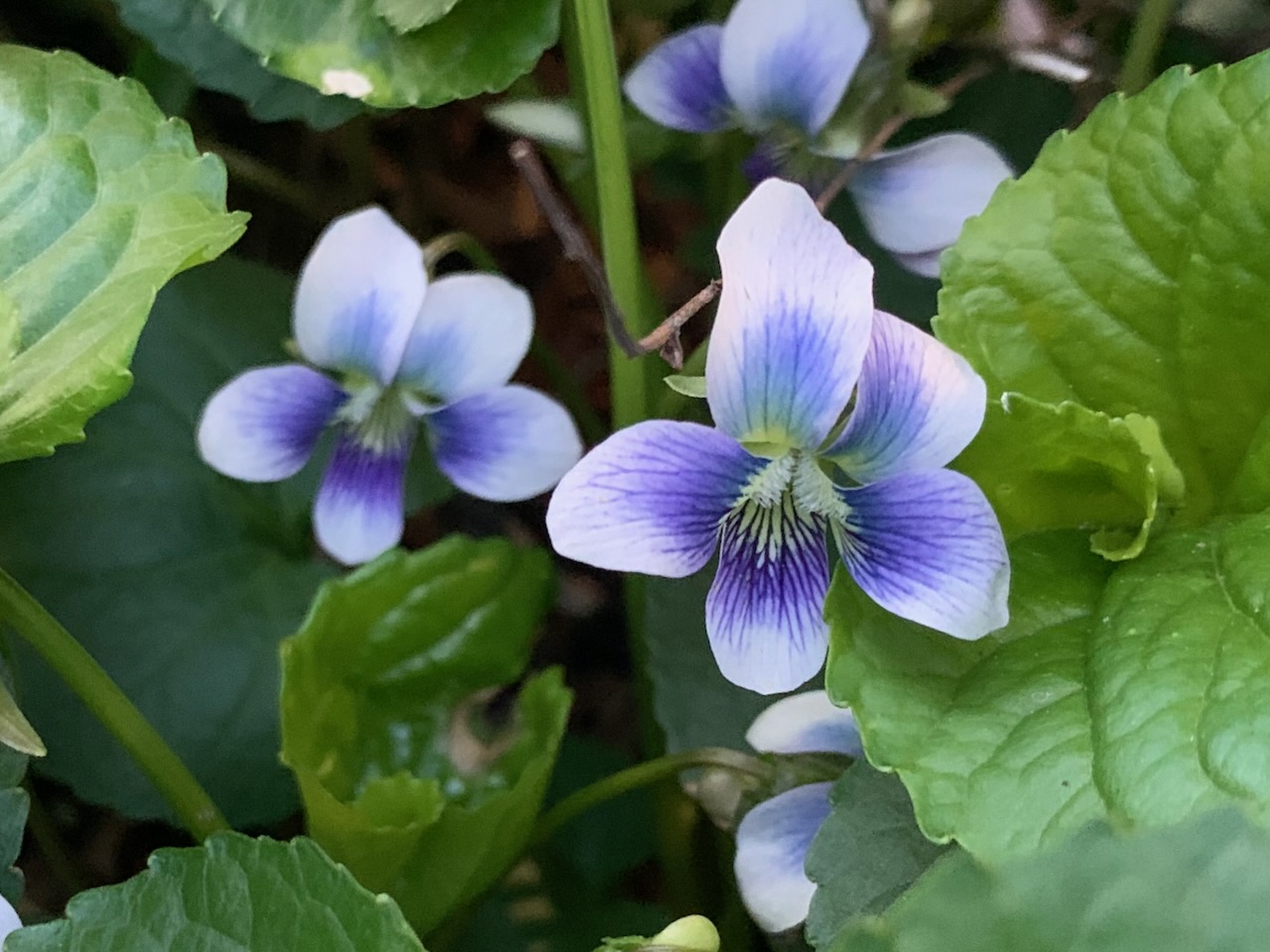 Profusion of Violets – Bloomingdale Garden