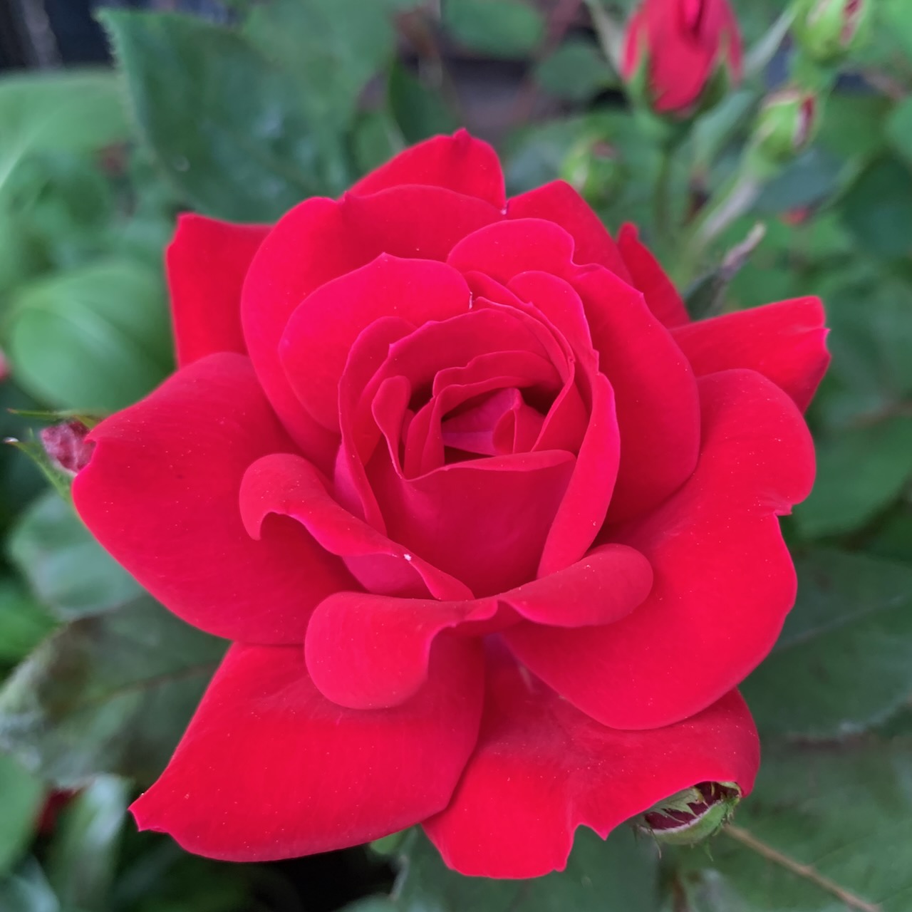 A Classic Rose – Bloomingdale Garden