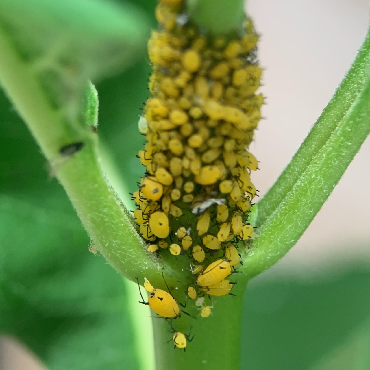 Oleander Aphids – Bloomingdale Garden